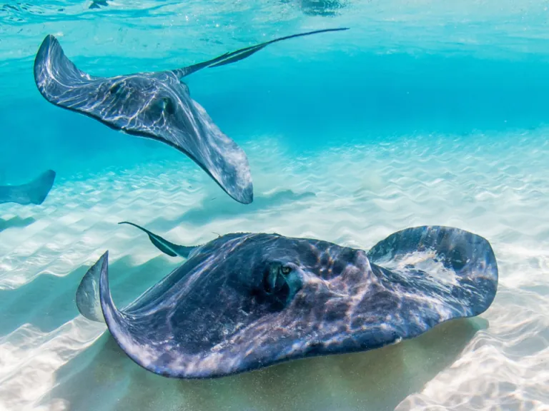 First Aid: What to Do If You’re Stung by a Stingray - Marque Urgent Care